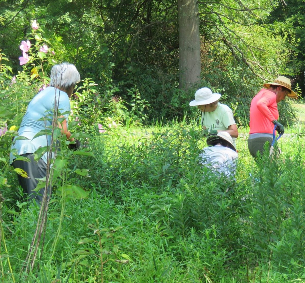 Master Gardeners Partner with Director of Stewardship to restore Meadow ...